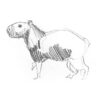 CAPYBARA drawing easy STEP BY STEP how to draw art realistic animals ...