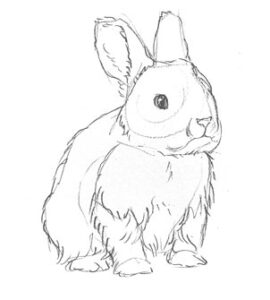 How to draw BUNNY RABBIT drawing easy STEP BY STEP realistic with ...