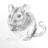 How to draw MOUSE drawing easy STEP BY STEP realistic with shading MICE ...