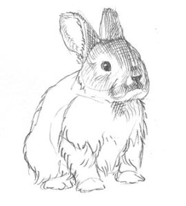 How to draw BUNNY RABBIT drawing easy STEP BY STEP realistic with ...