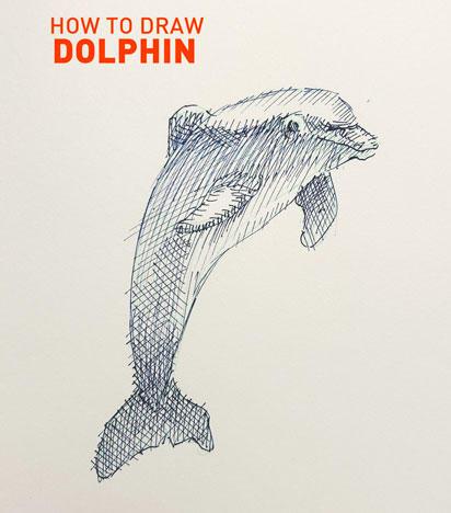 easy animal drawings dolphin